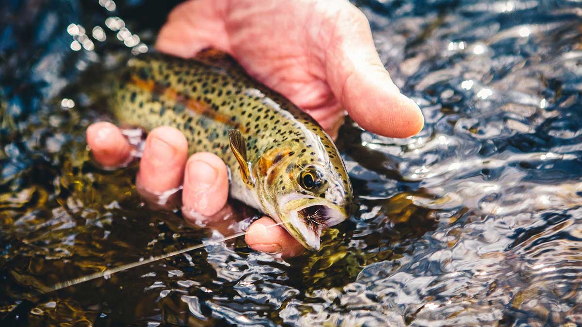 Fish Virginia First - Freshwater fishing for casual anglers to serious ...